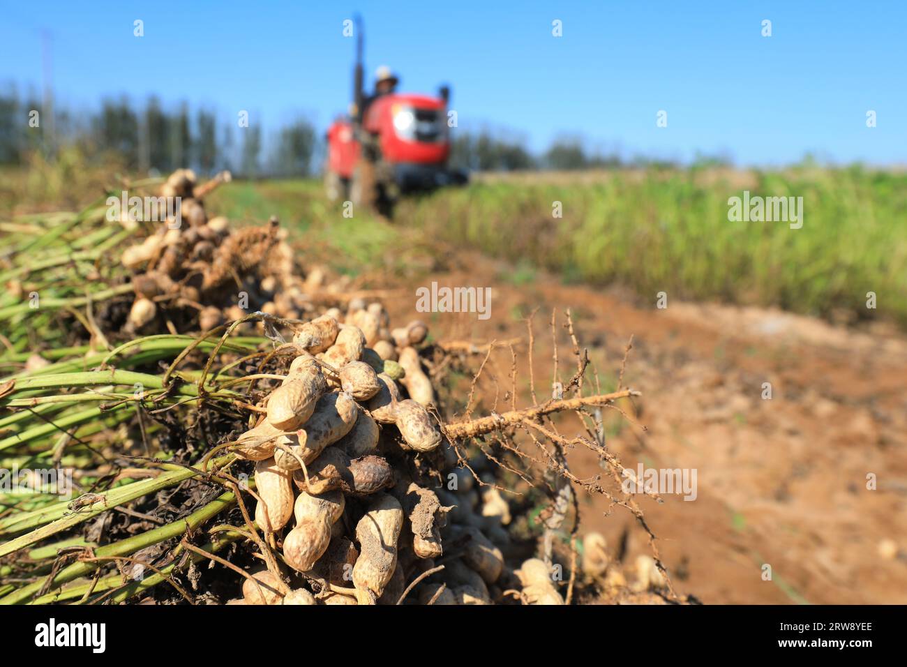 Farmers drive agricultural machinery to harvest peanuts in the fields, North China Stock Photo ...