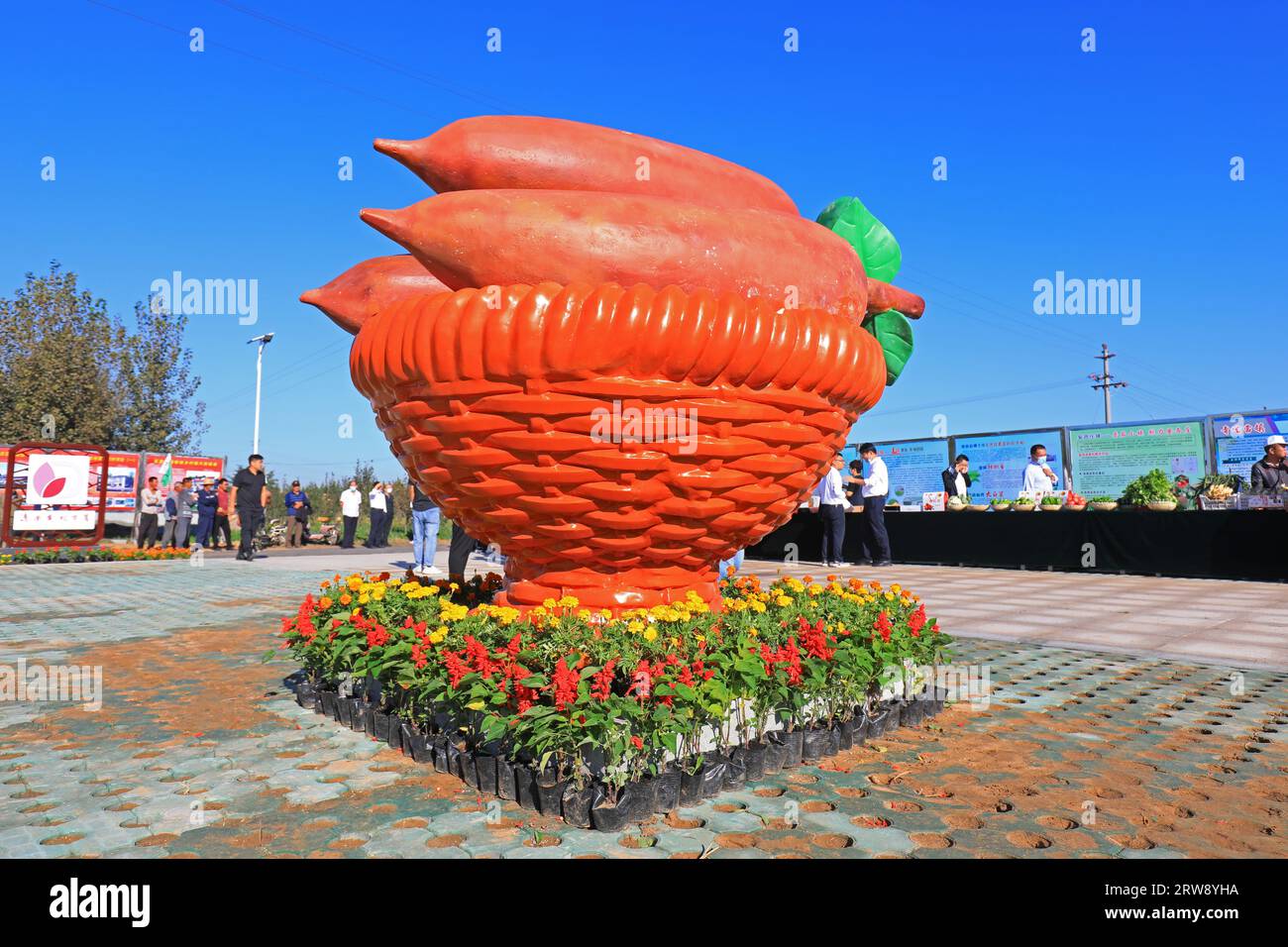LUANNAN COUNTY, China - September 22, 2021: giant sweet potato ...
