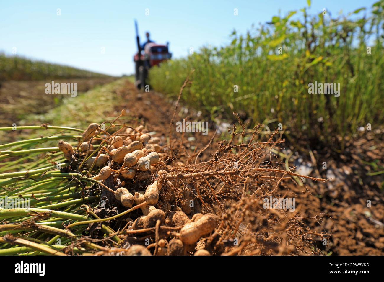 Farmers drive agricultural machinery to harvest peanuts in the fields, North China Stock Photo ...