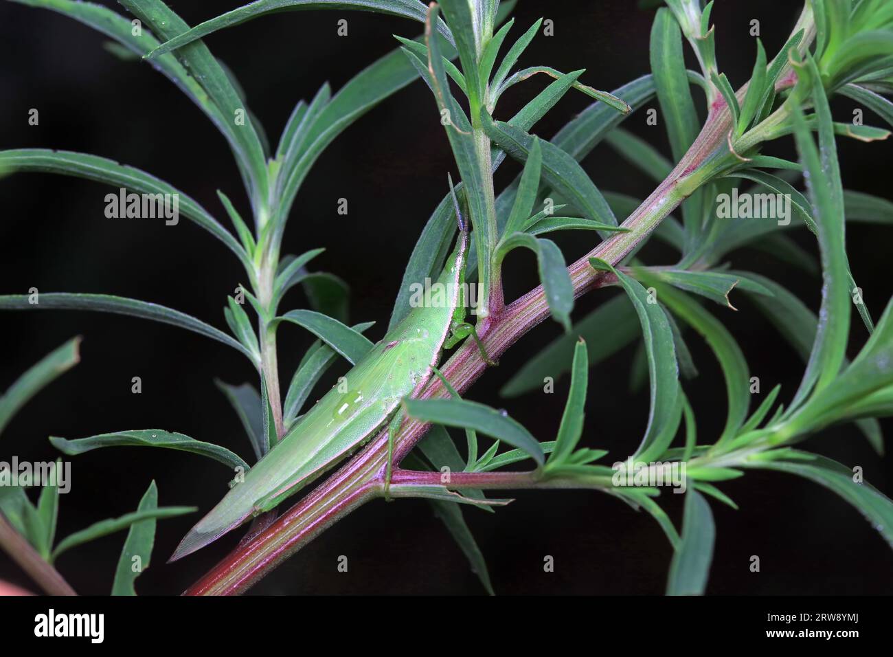 Atractomorpha hi-res stock photography and images - Alamy