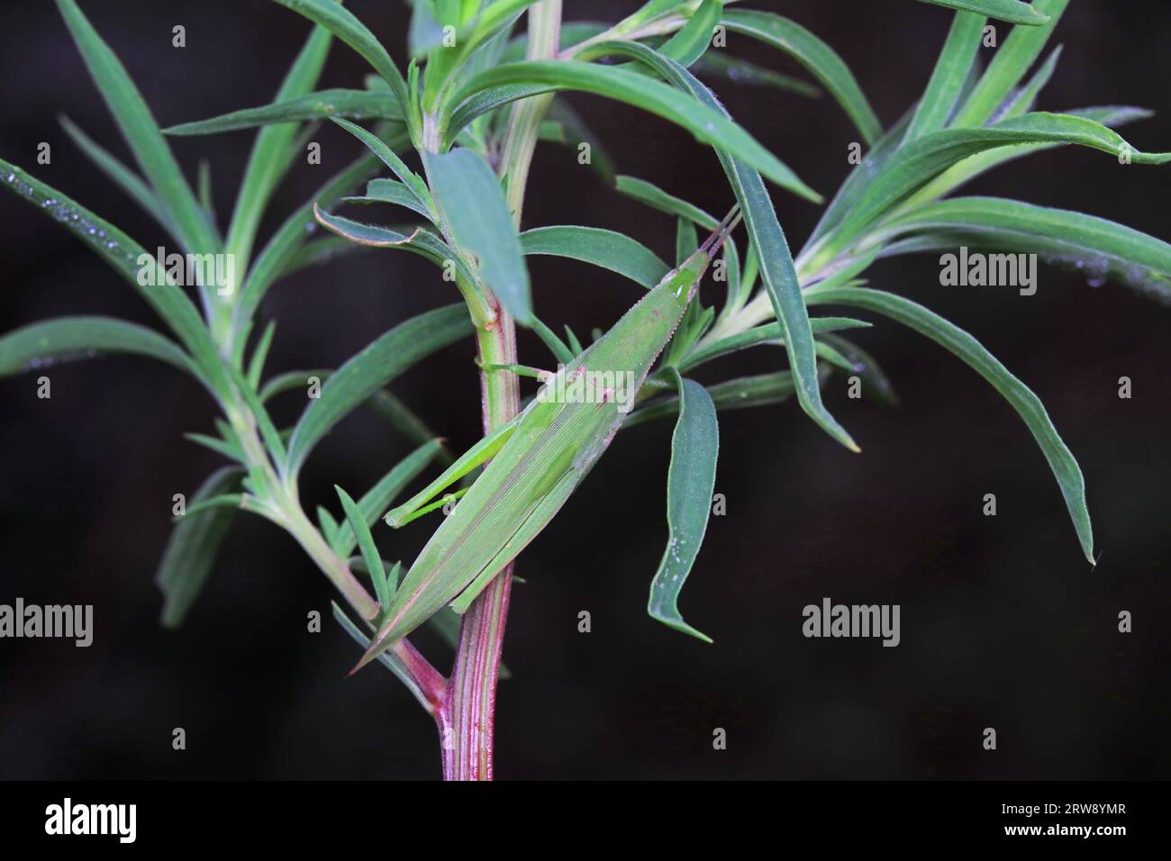 Atractomorpha hi-res stock photography and images - Alamy