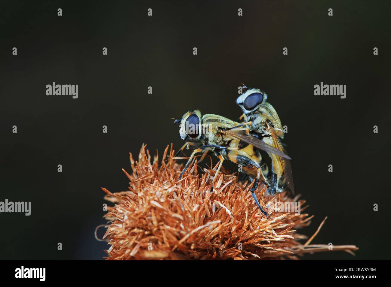 Aphid eating flies in the wild, North China Stock Photo - Alamy