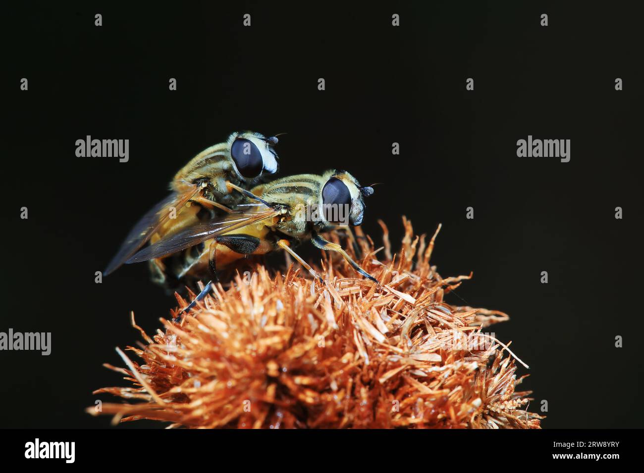 Aphid eating flies in the wild, North China Stock Photo - Alamy