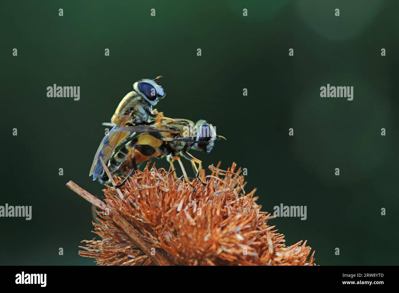 Aphid eating flies in the wild, North China Stock Photo - Alamy