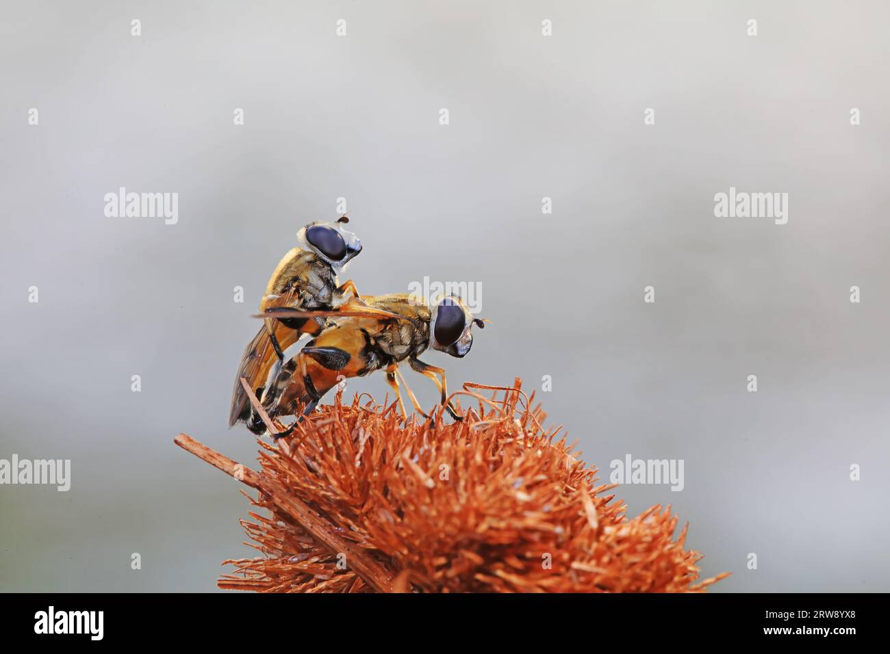 Aphid eating flies in the wild, North China Stock Photo - Alamy
