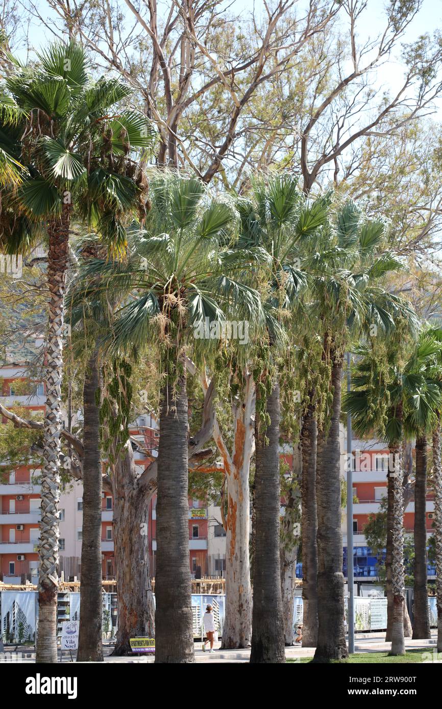 Vlorë, Albania, Sunday 2 September 2023 city center of walking on foot ...