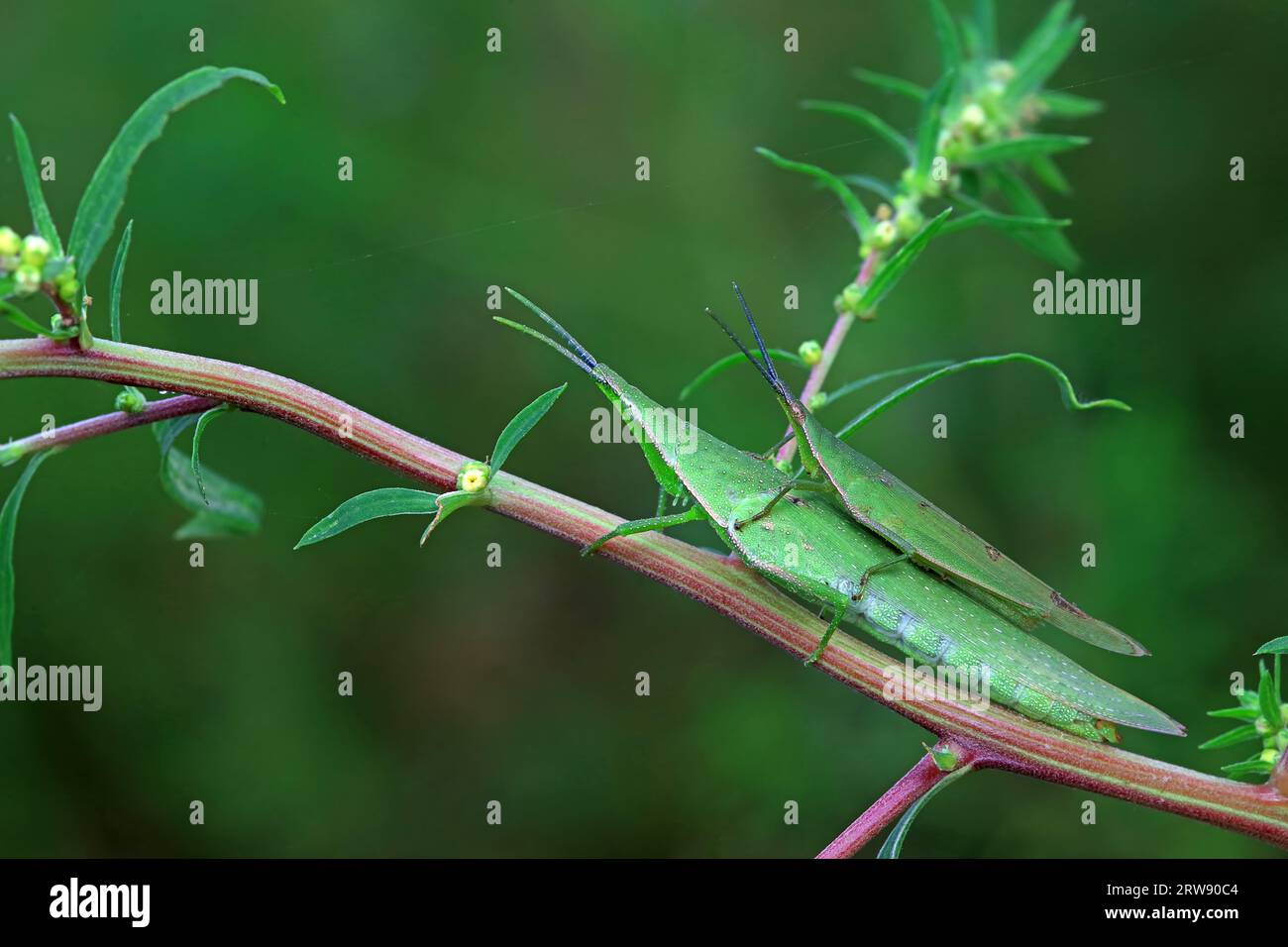 Atractomorpha sinensis in the wild, North China Stock Photo - Alamy