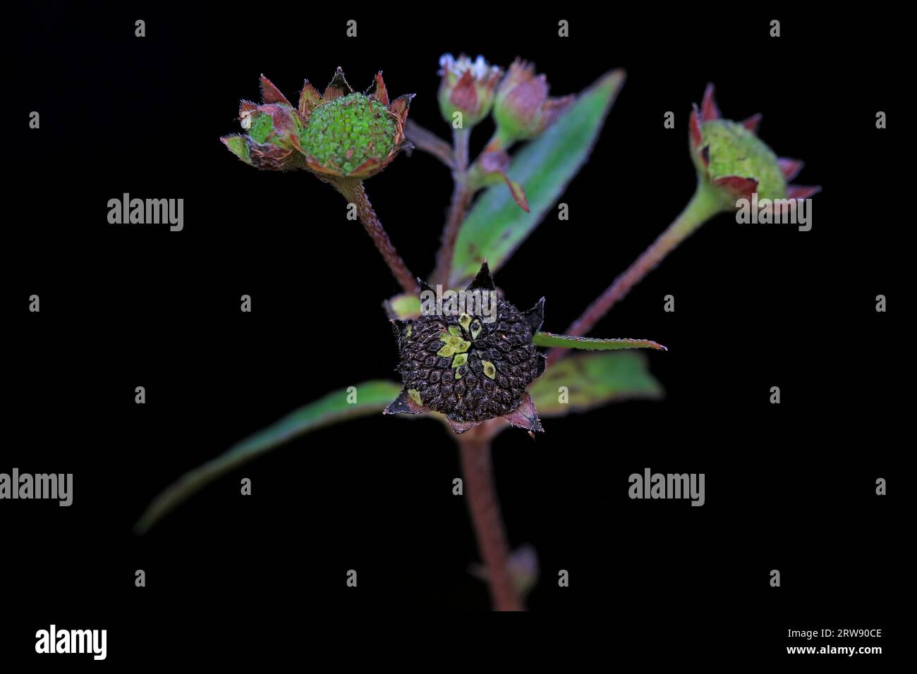 éclipta hi-res stock photography and images - Alamy