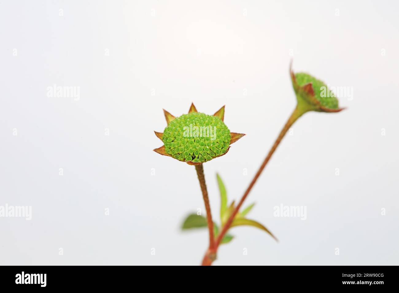 Eclipta, a wild plant, North China Stock Photo - Alamy