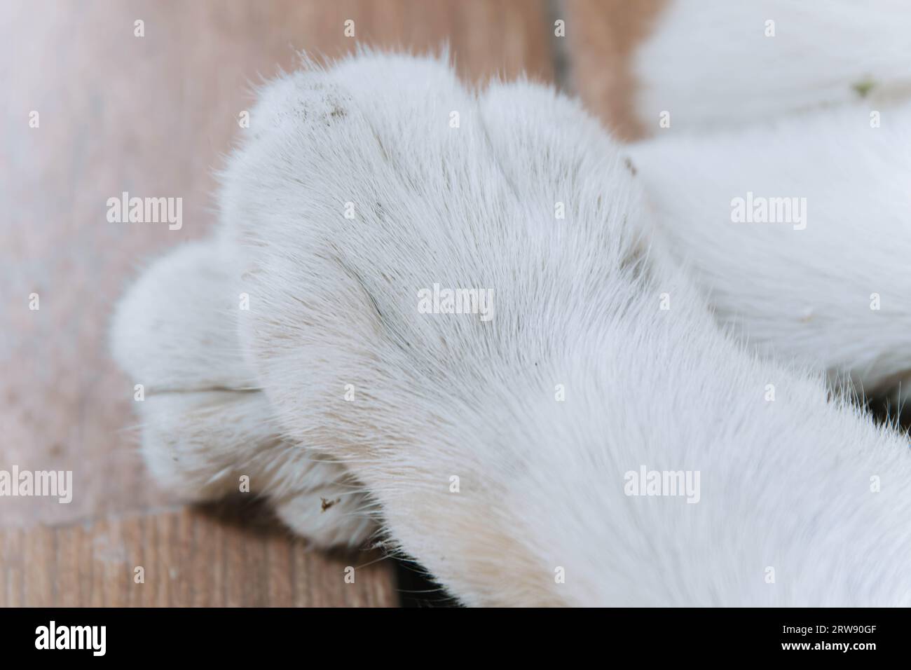 Cute cat legs pose. Close-up. Selective focus Stock Photo - Alamy