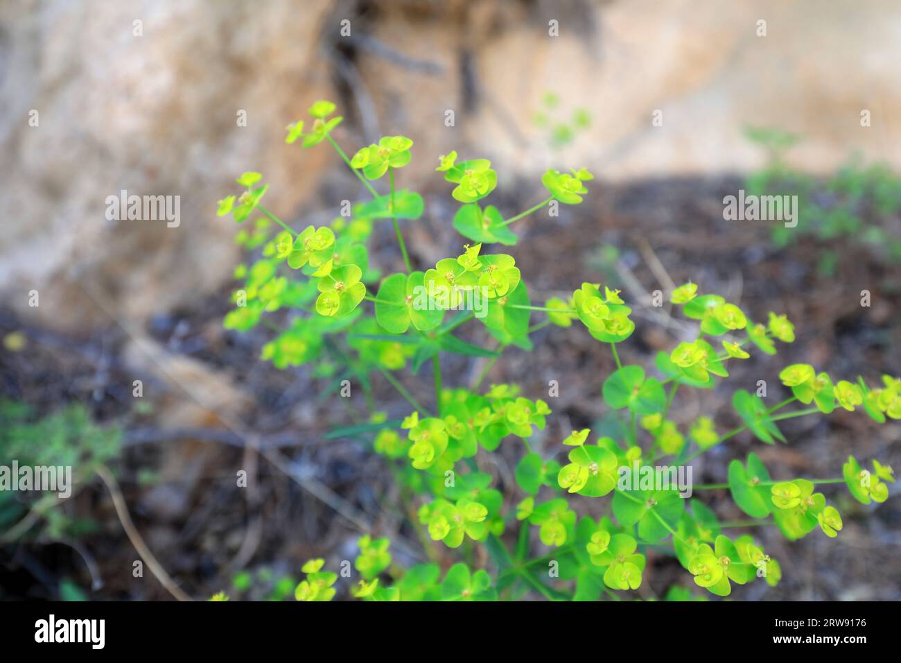 Wild plants grow in the natural environment, North China Stock Photo ...