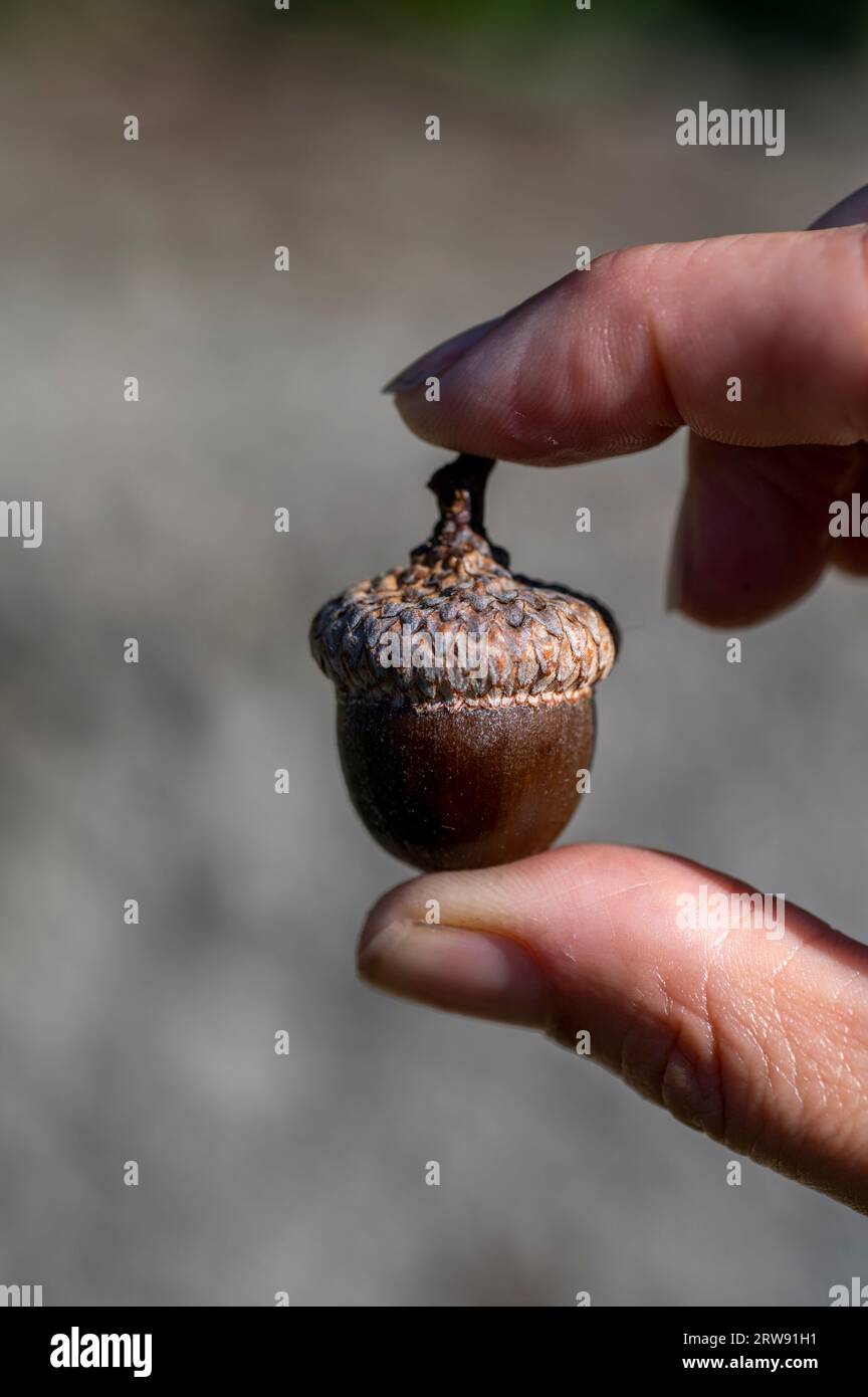 Woman holding single northern red oak acorn in her fingers. Quercus ...