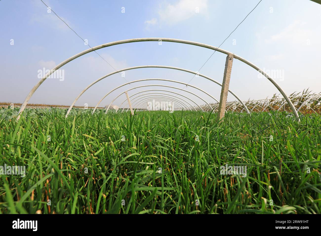 The vigorous growth of leeks is in the field Stock Photo - Alamy