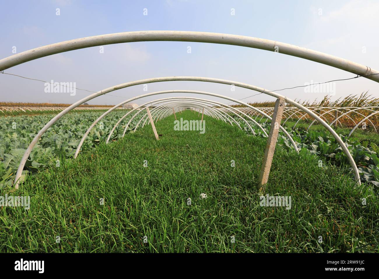 The vigorous growth of leeks is in the field Stock Photo - Alamy