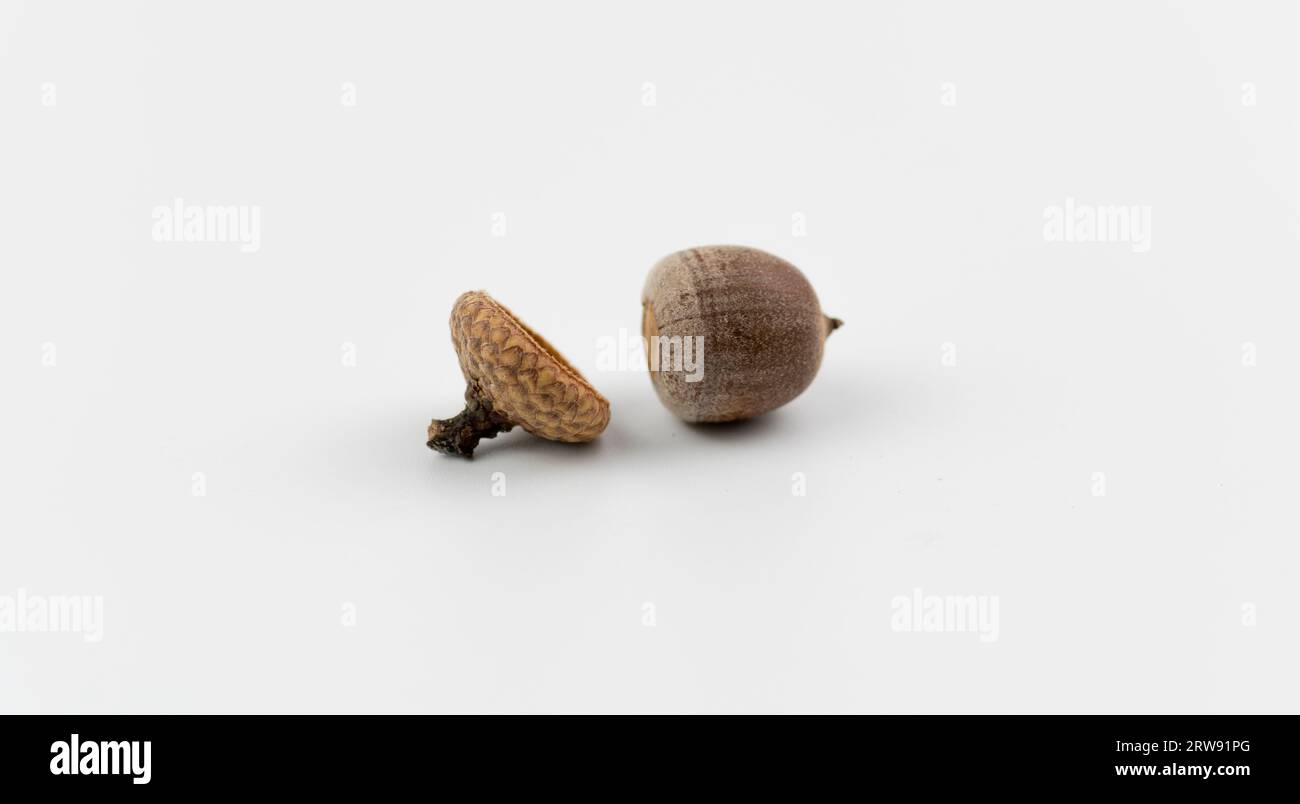 Single Northern red oak acorn isolated on white background. Quercus ...