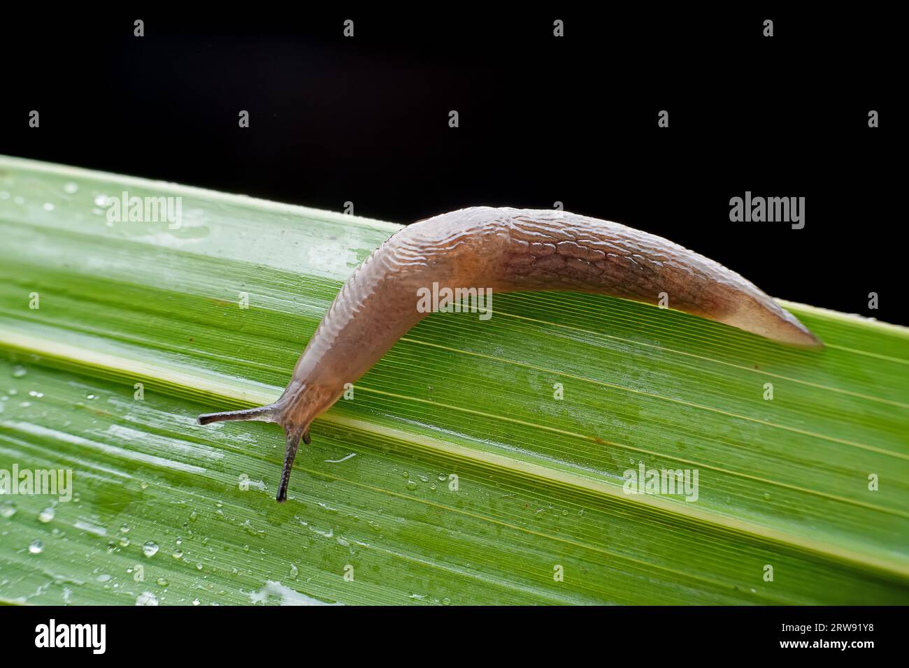Gastropoda handle eye slug mollusk, North China Stock Photo - Alamy