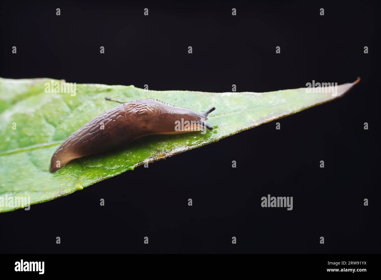 Gastropoda handle eye slug mollusk, North China Stock Photo - Alamy