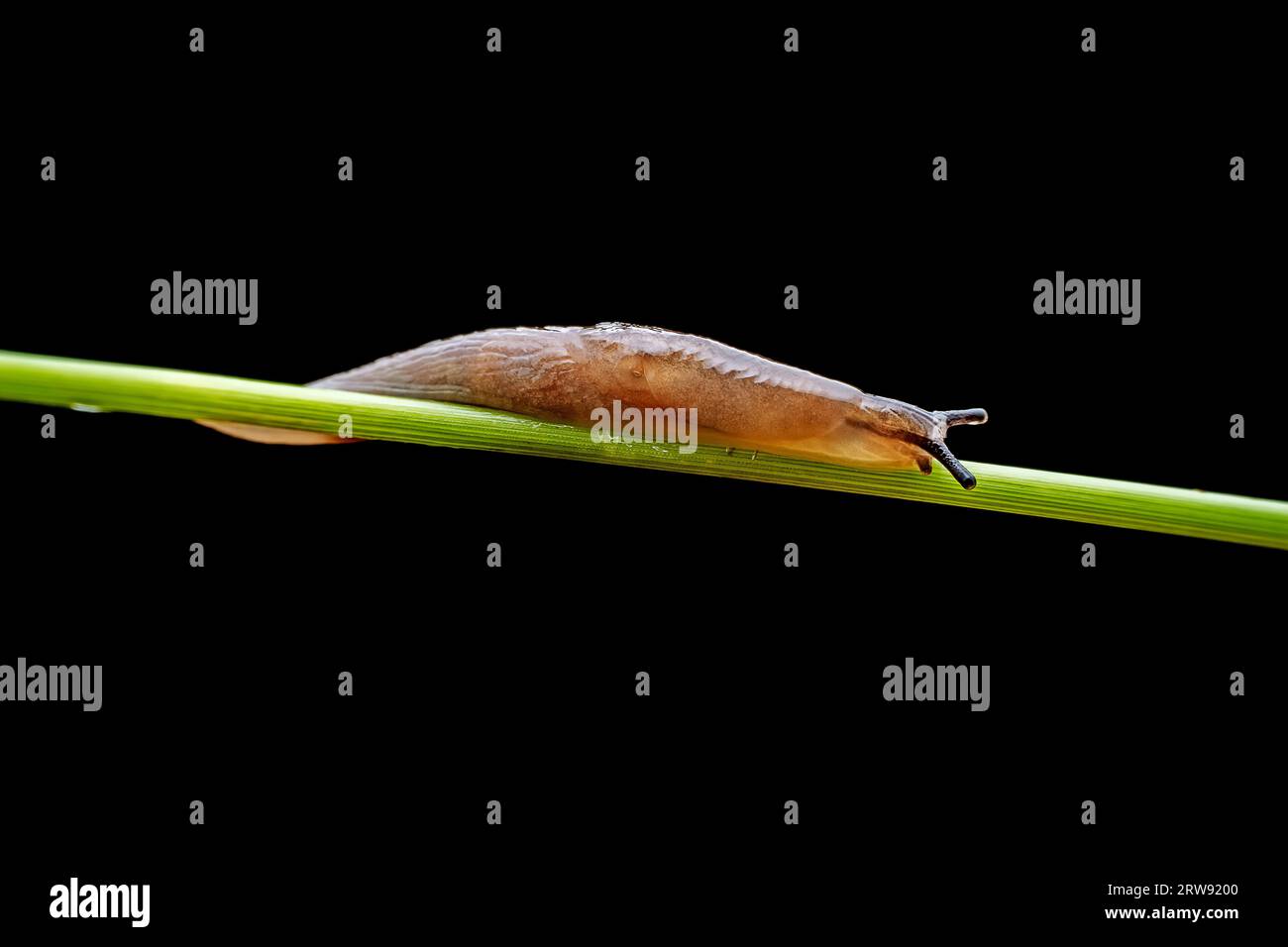 Gastropoda handle eye slug mollusk, North China Stock Photo - Alamy