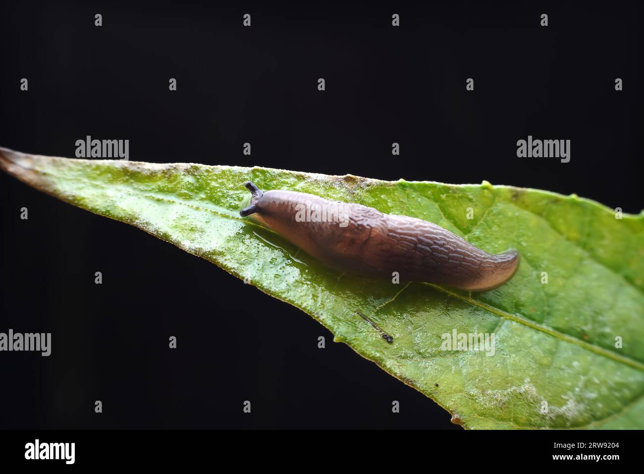 Gastropoda handle eye slug mollusk, North China Stock Photo - Alamy