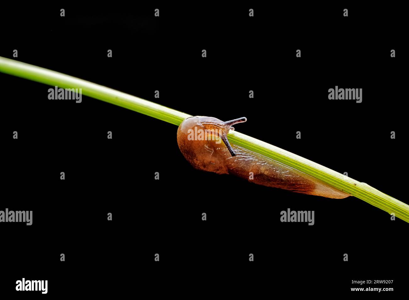 Gastropoda handle eye slug mollusk, North China Stock Photo - Alamy