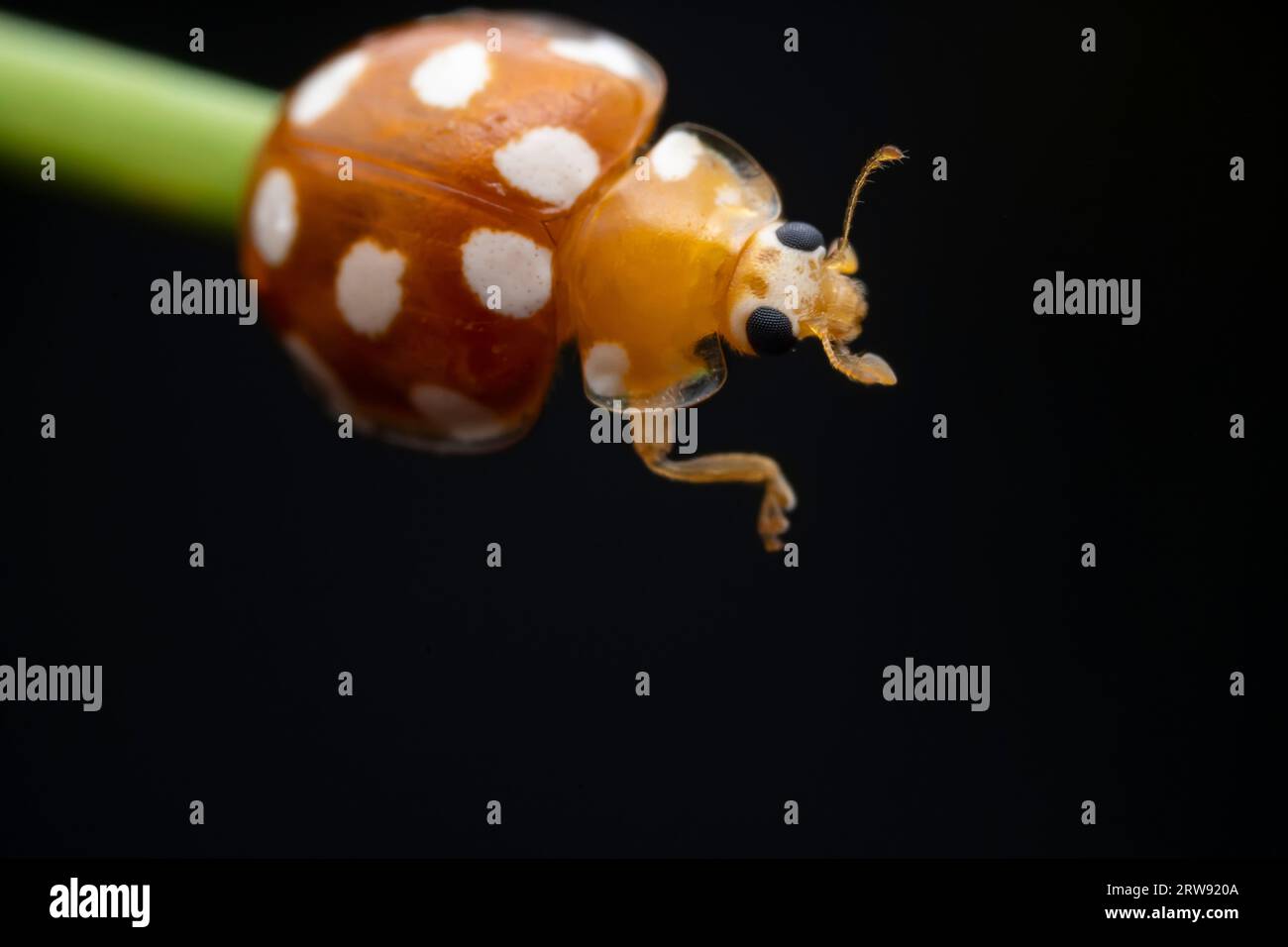 Ladybugs on wild plants, North China Stock Photo - Alamy