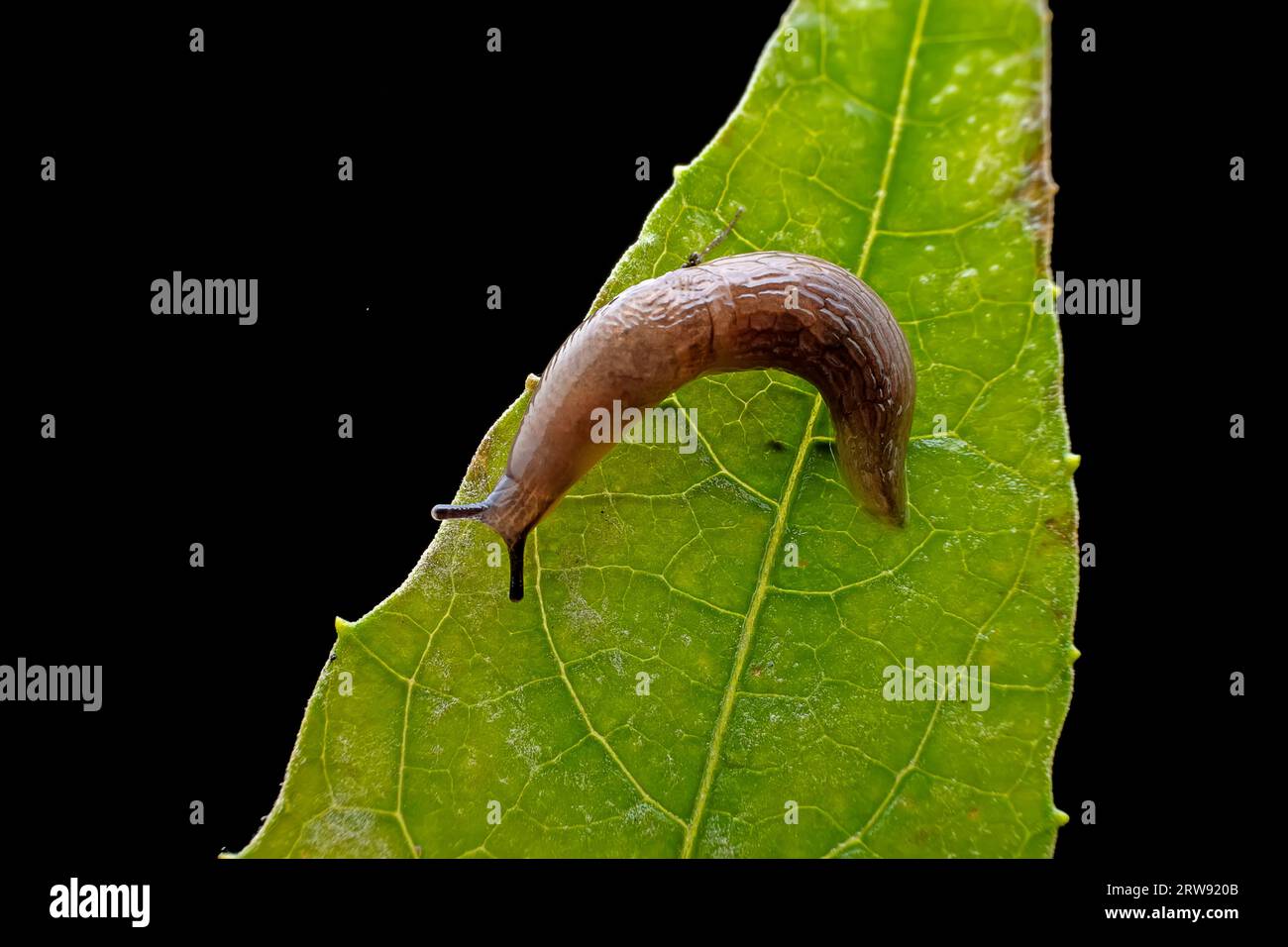 Gastropoda handle eye slug mollusk, North China Stock Photo - Alamy