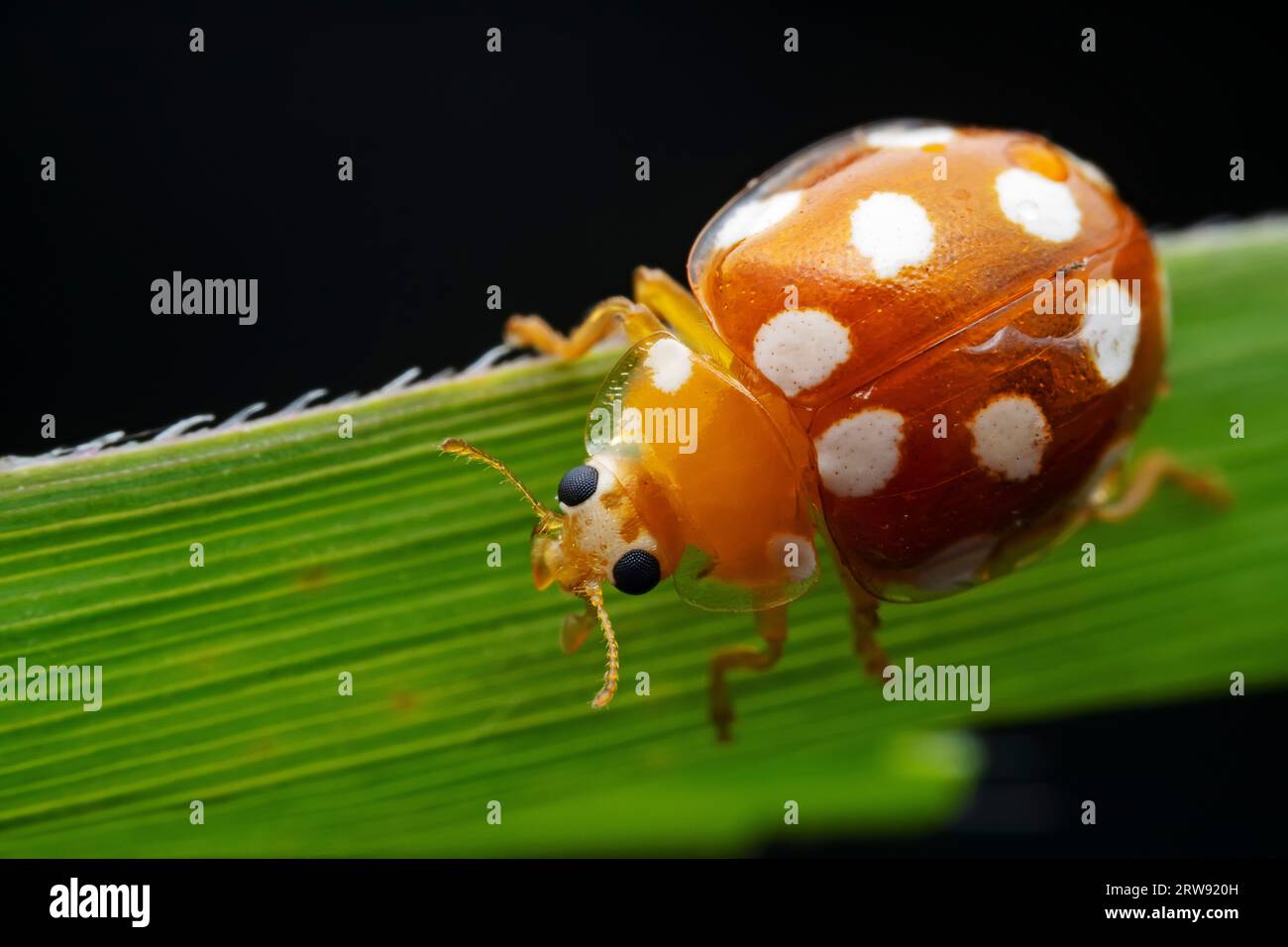 Ladybugs on wild plants, North China Stock Photo - Alamy