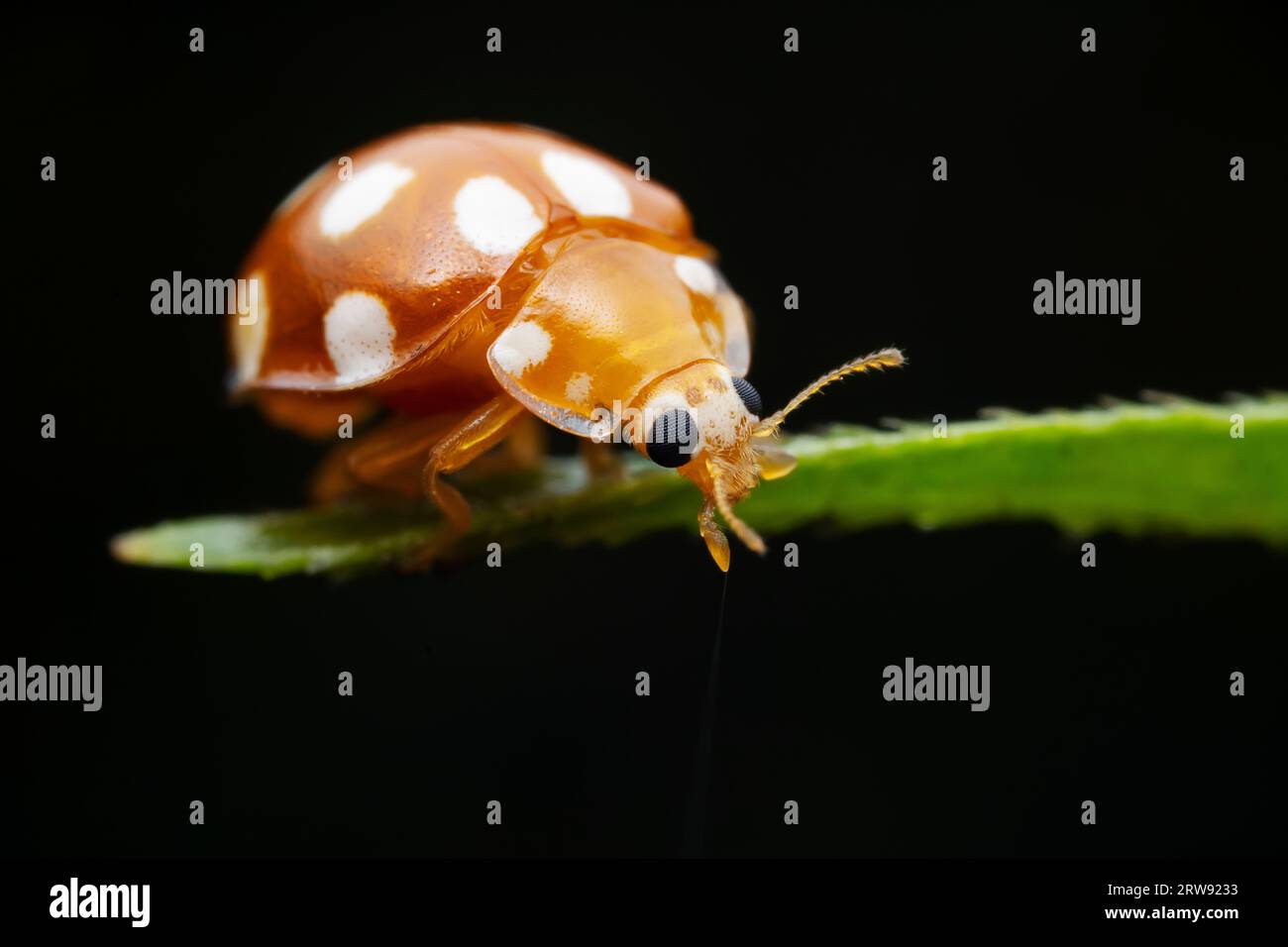 Ladybugs on wild plants, North China Stock Photo - Alamy