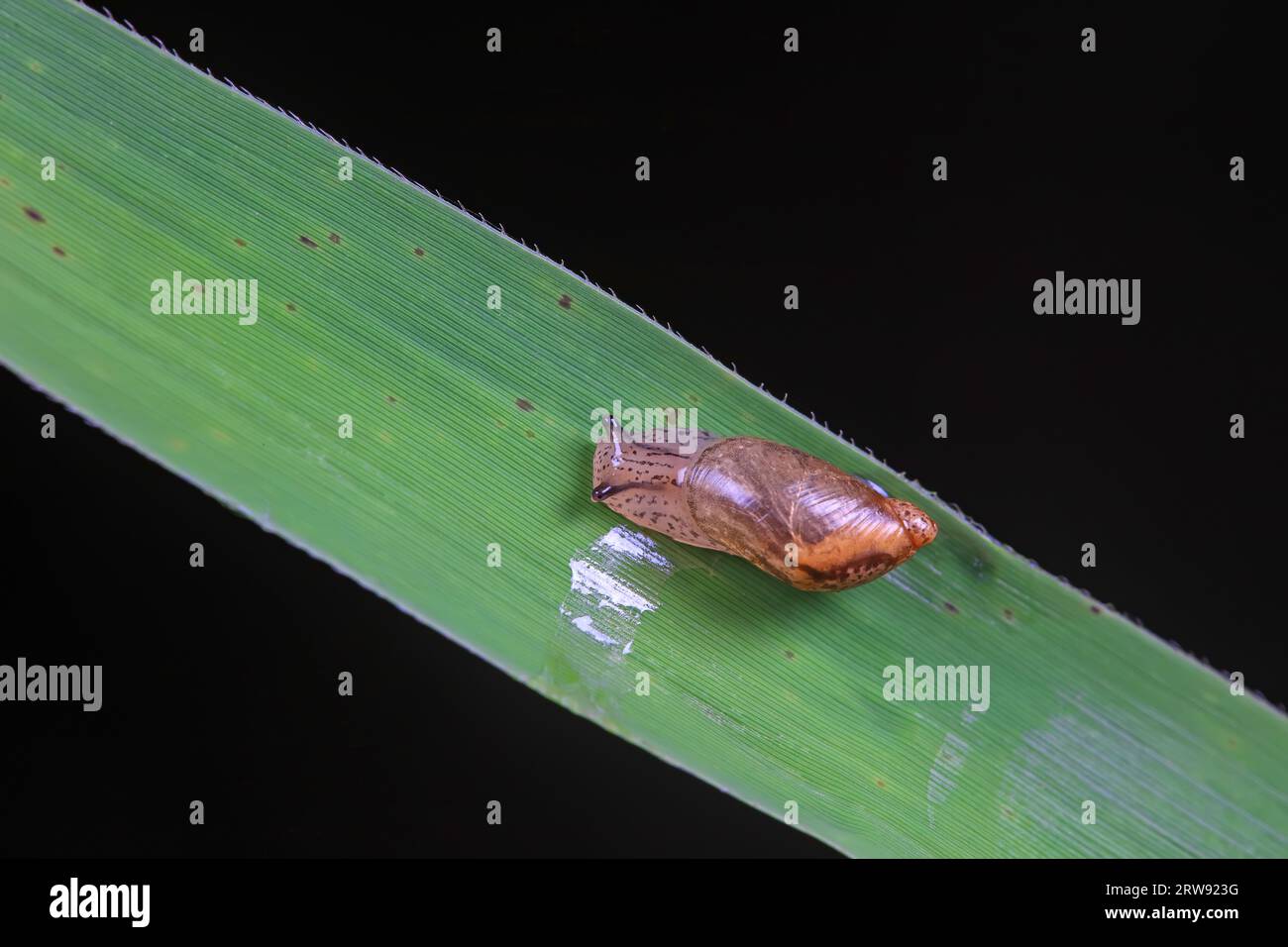 Snails on wild plants, North China Stock Photo - Alamy