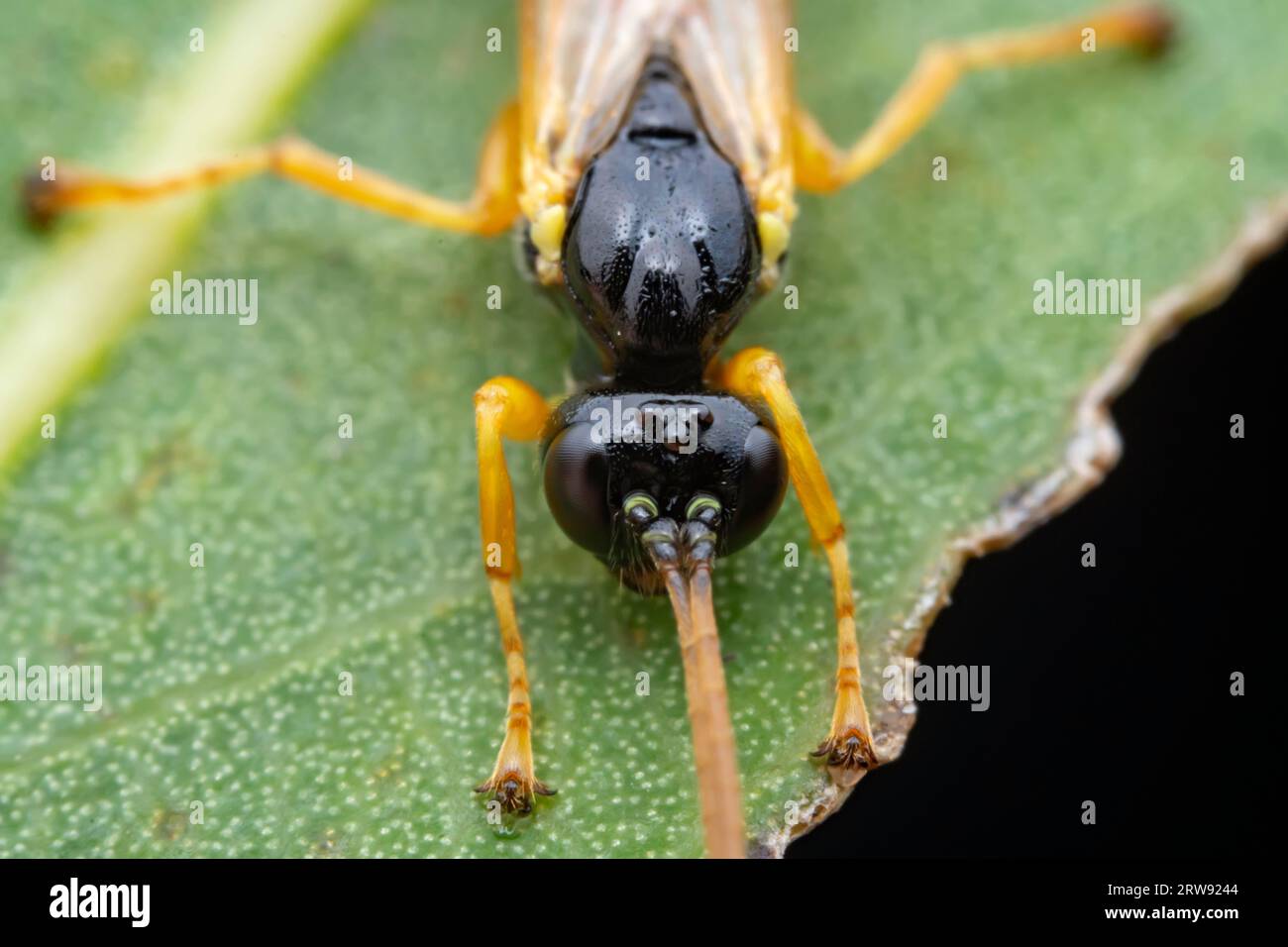Bee insects in the wild, North China Stock Photo - Alamy