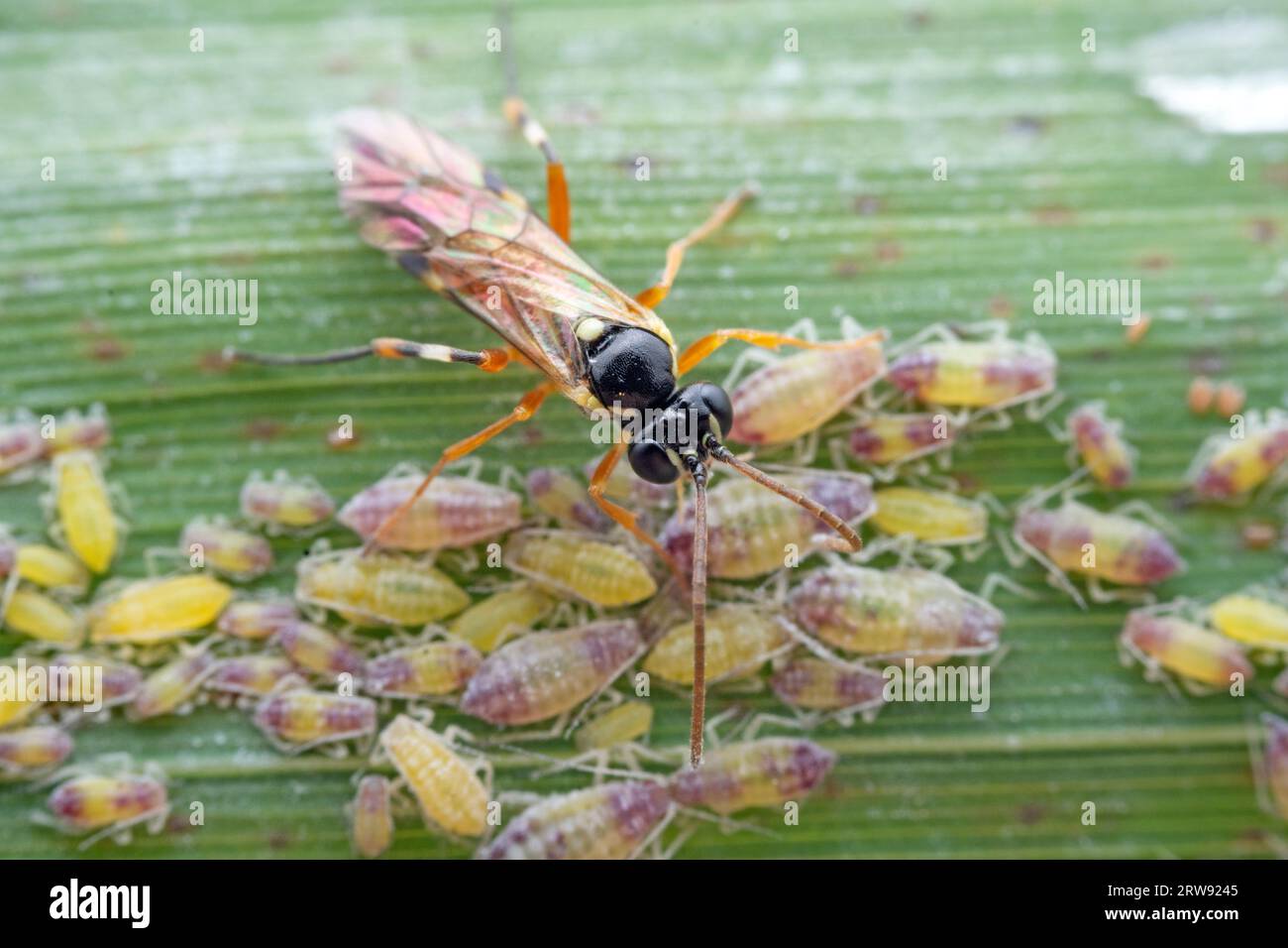 Bee insects in the wild, North China Stock Photo - Alamy