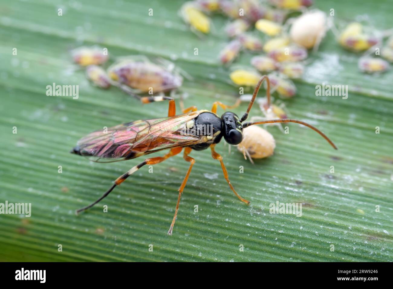 Bee insects in the wild, North China Stock Photo - Alamy