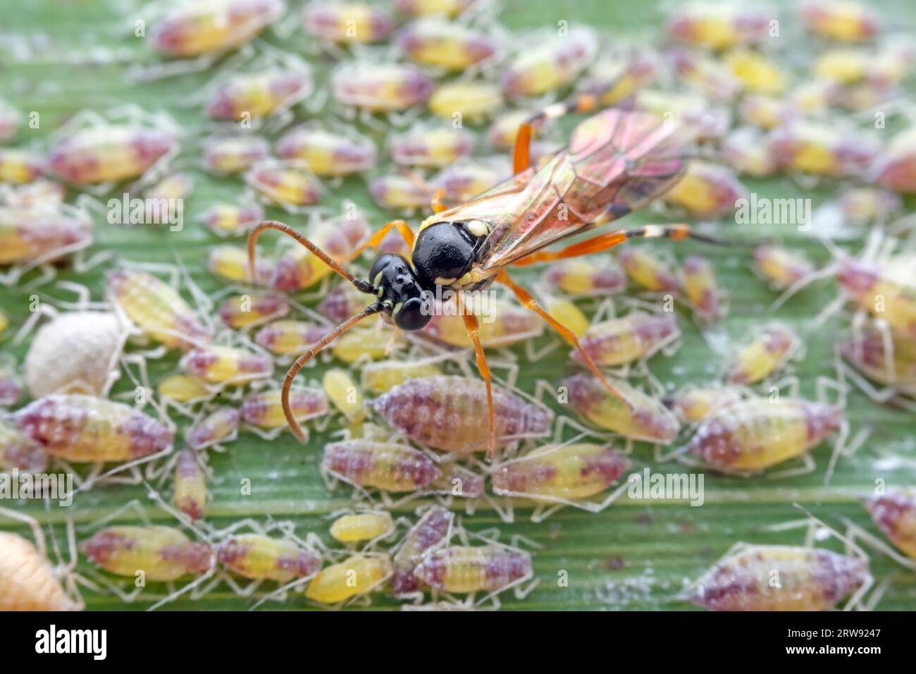 Bee insects in the wild, North China Stock Photo - Alamy