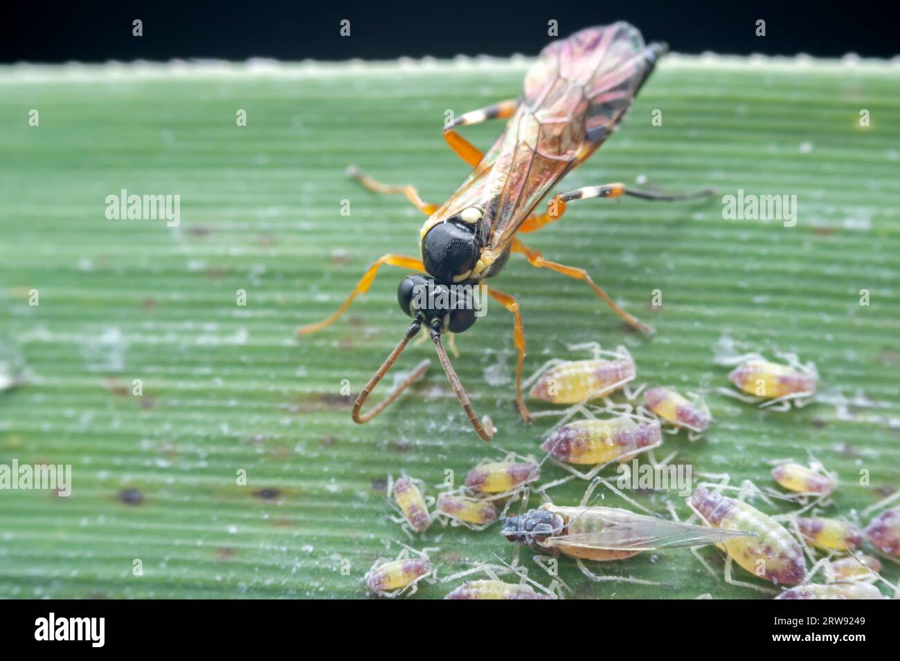 Bee insects in the wild, North China Stock Photo - Alamy
