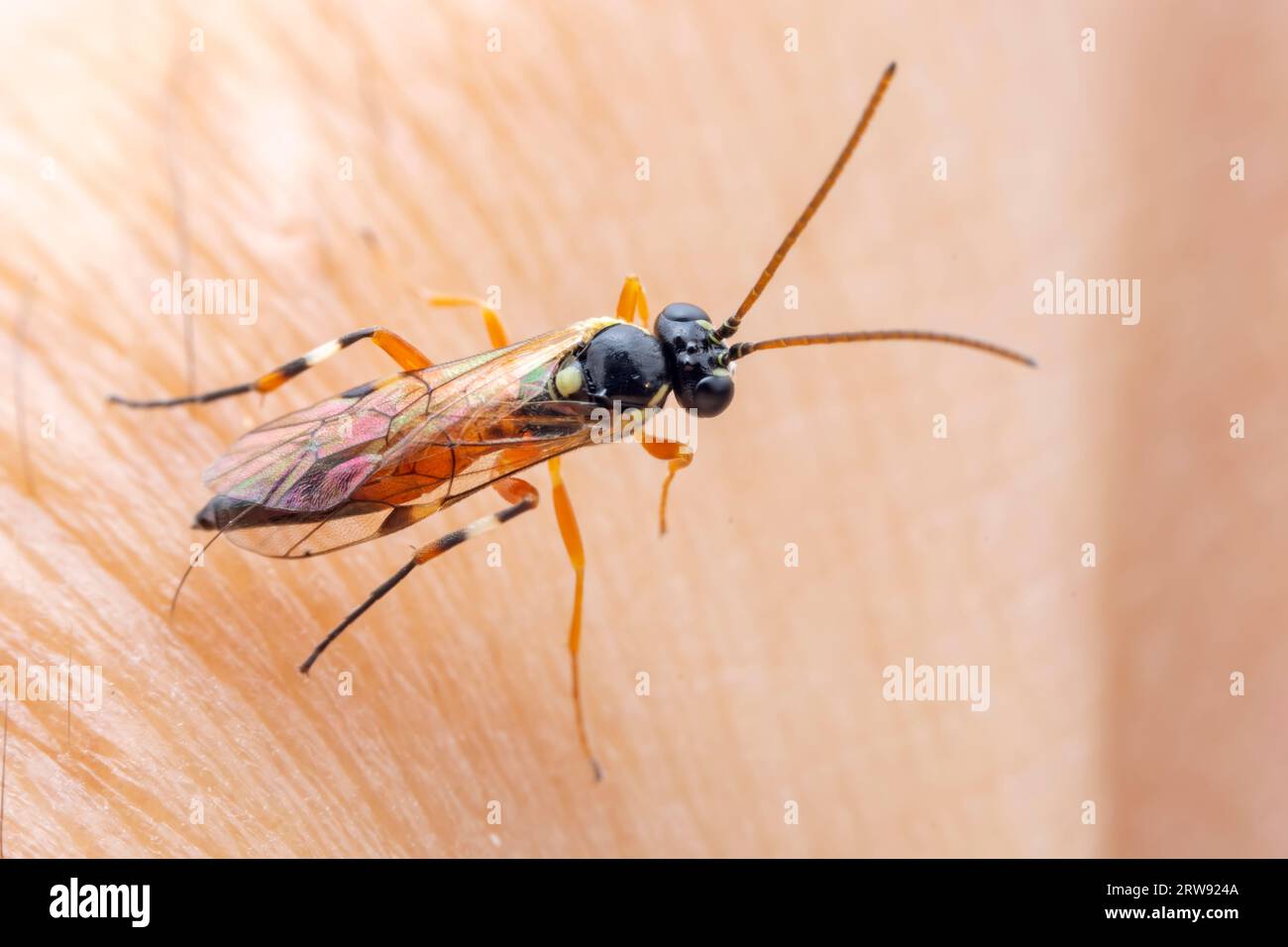 Bee insects in the wild, North China Stock Photo - Alamy
