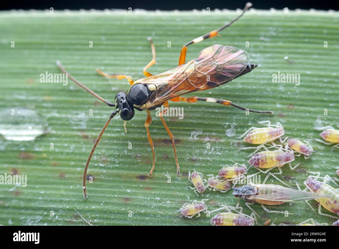 Bee insects in the wild, North China Stock Photo - Alamy