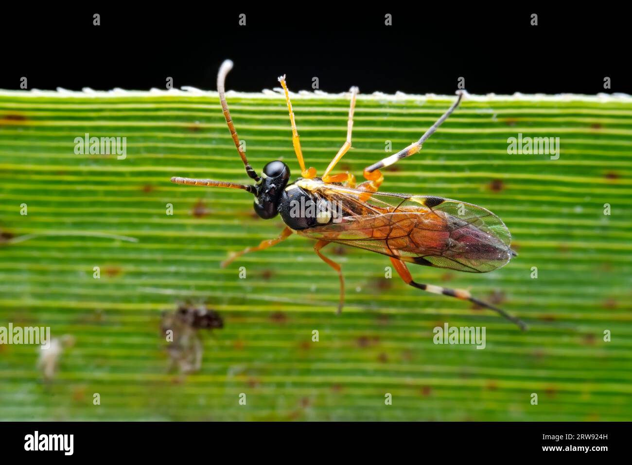 Bee insects in the wild, North China Stock Photo - Alamy
