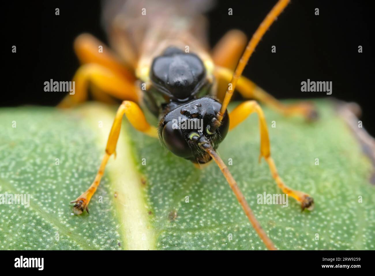 Bee insects in the wild, North China Stock Photo - Alamy