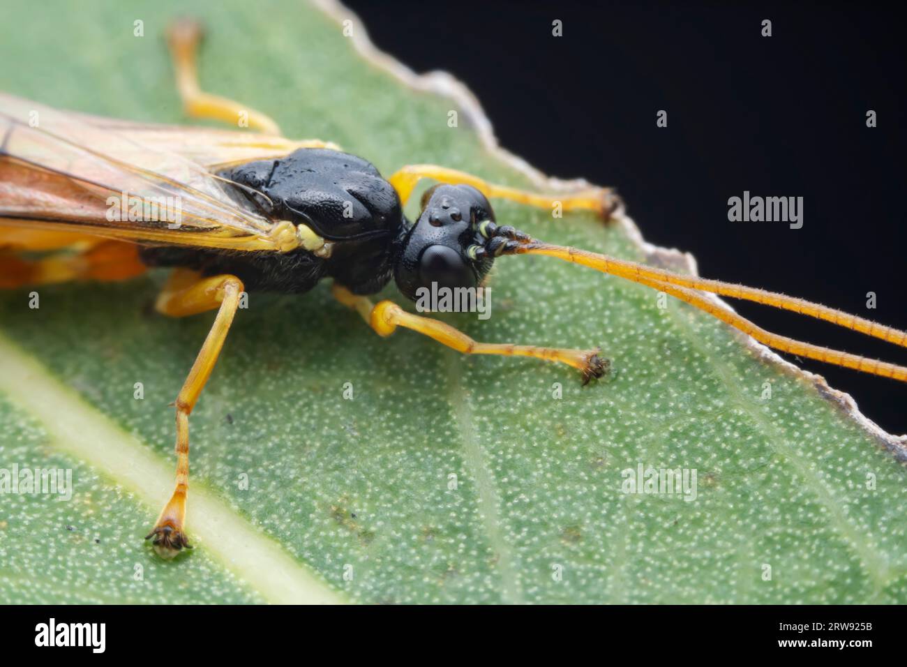 Bee insects in the wild, North China Stock Photo - Alamy