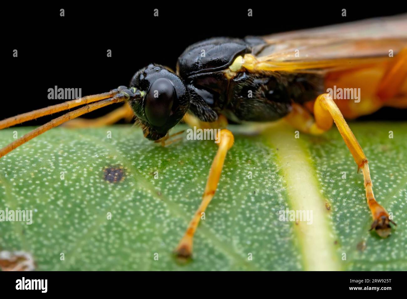 Bee insects in the wild, North China Stock Photo - Alamy