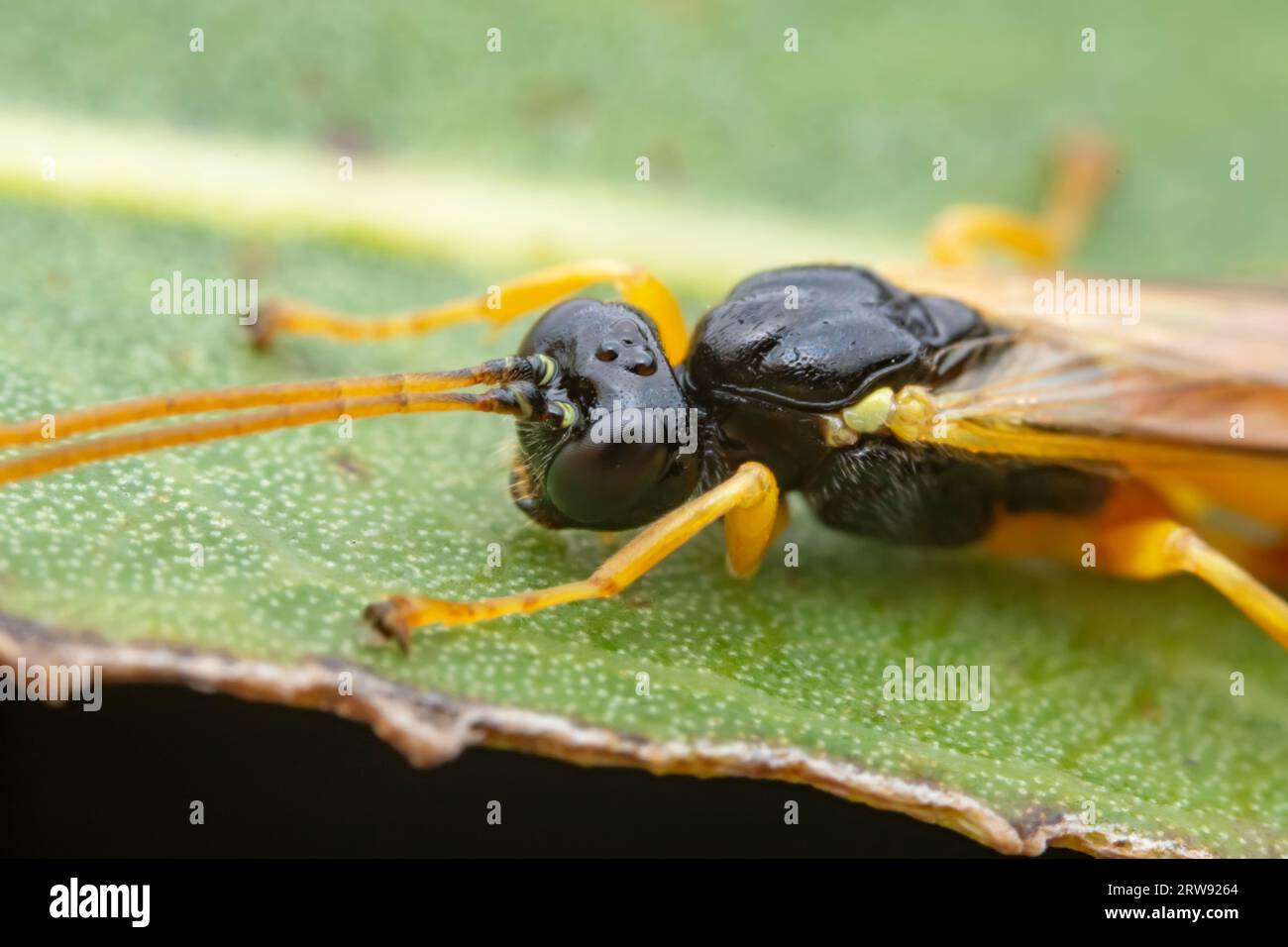 Bee insects in the wild, North China Stock Photo - Alamy