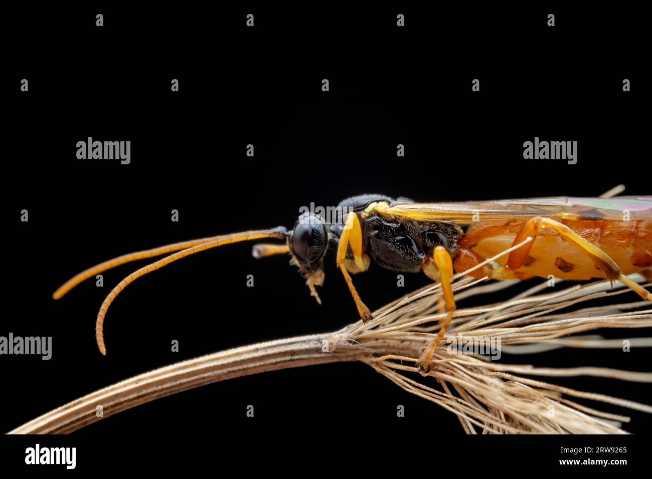 Bee insects in the wild, North China Stock Photo - Alamy