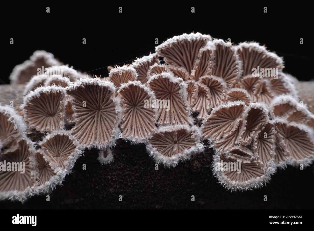 Fungus of china hi-res stock photography and images - Alamy
