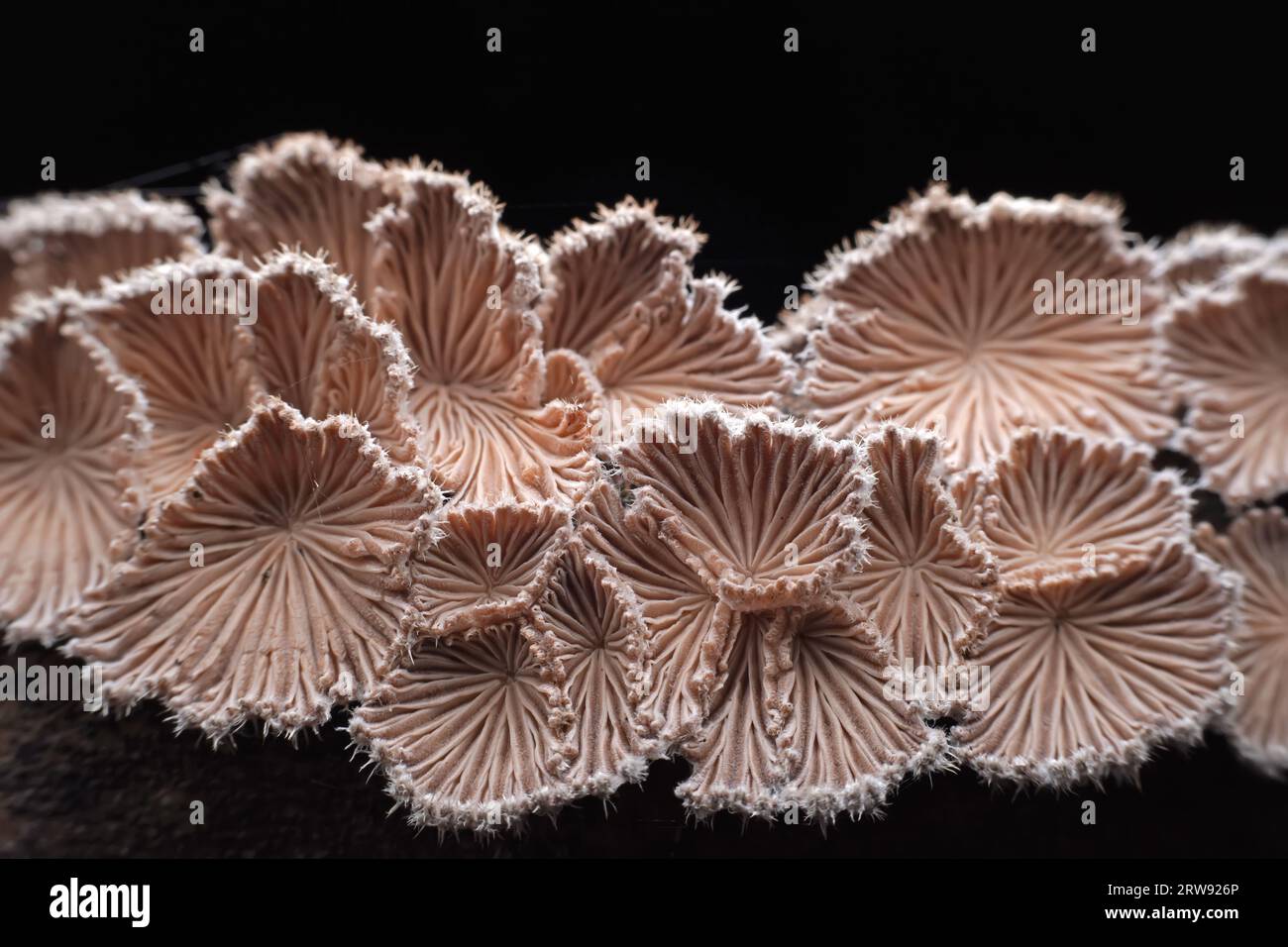 Fungus of china hi-res stock photography and images - Alamy