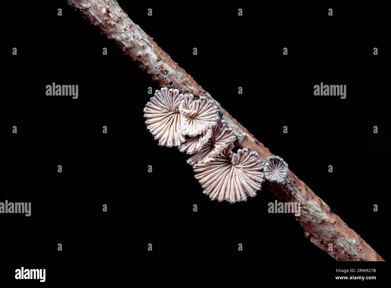 Fungus of china hi-res stock photography and images - Alamy