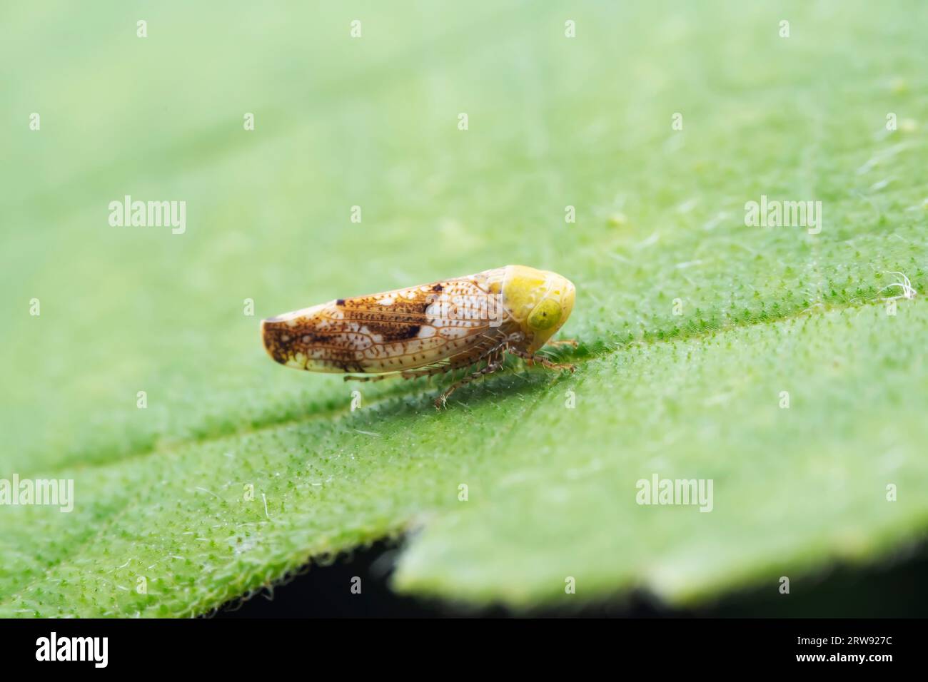 Leaf cicada on wild plants, North China Stock Photo - Alamy