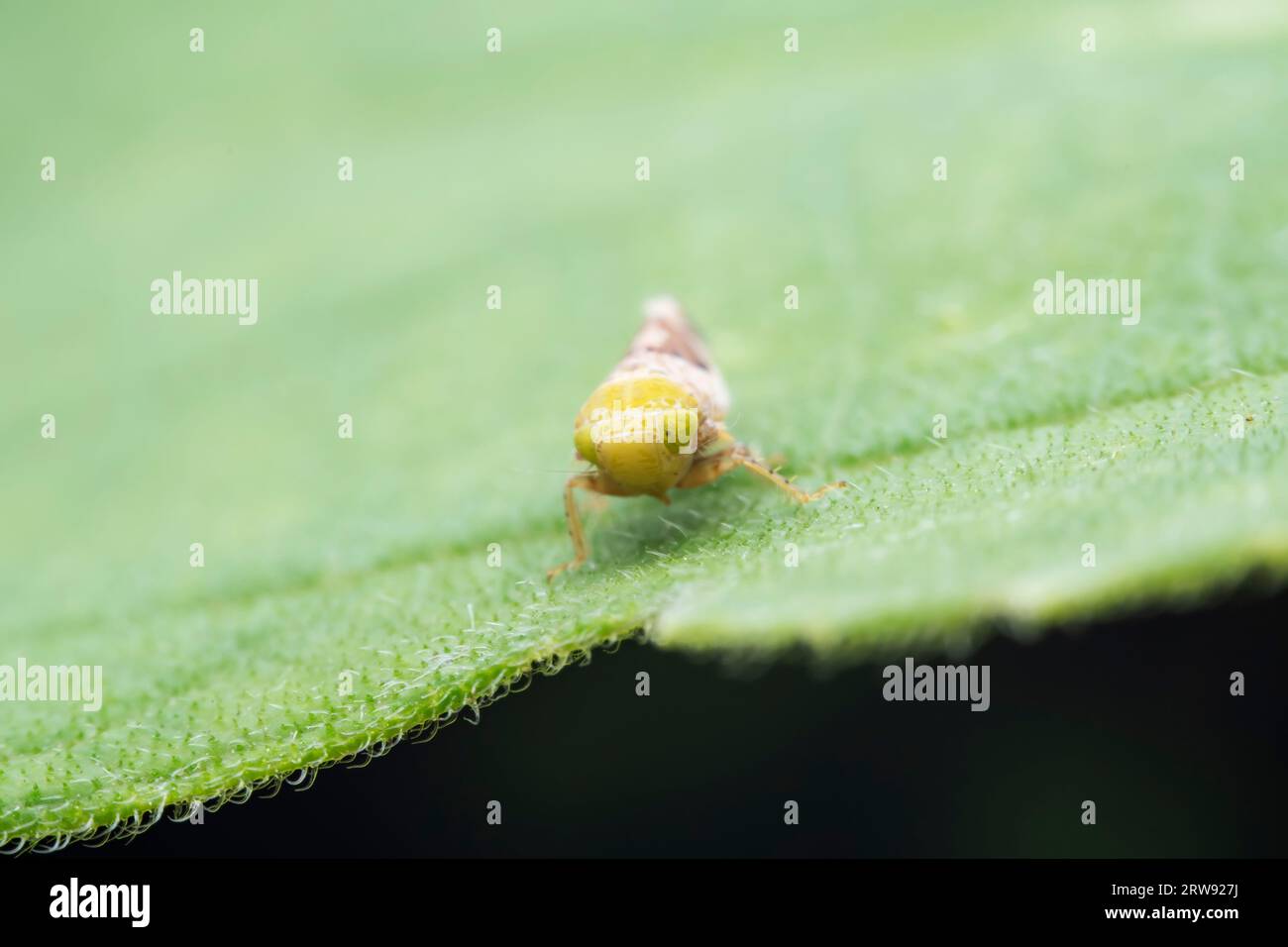 Leaf cicada on wild plants, North China Stock Photo - Alamy