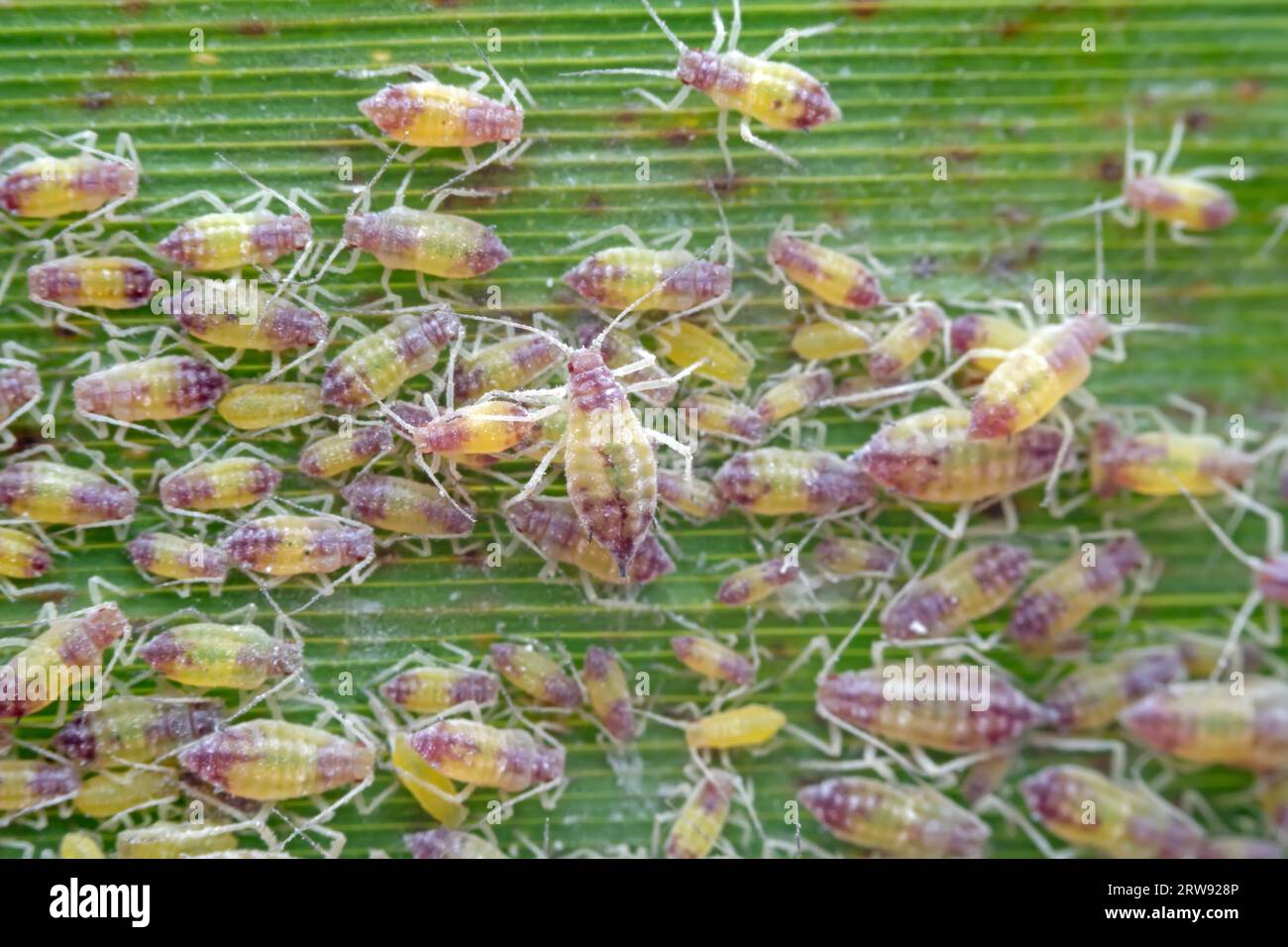 Aphids in the wild, North China Stock Photo - Alamy
