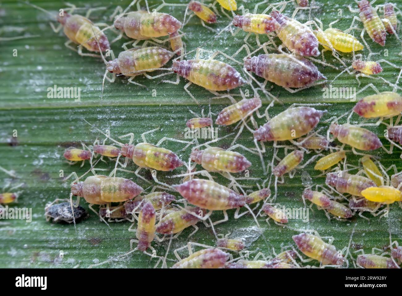 Aphids in the wild, North China Stock Photo - Alamy