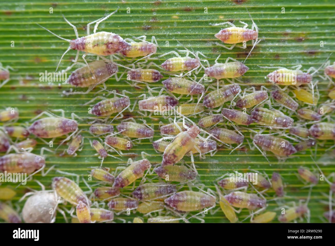 Aphids in the wild, North China Stock Photo - Alamy